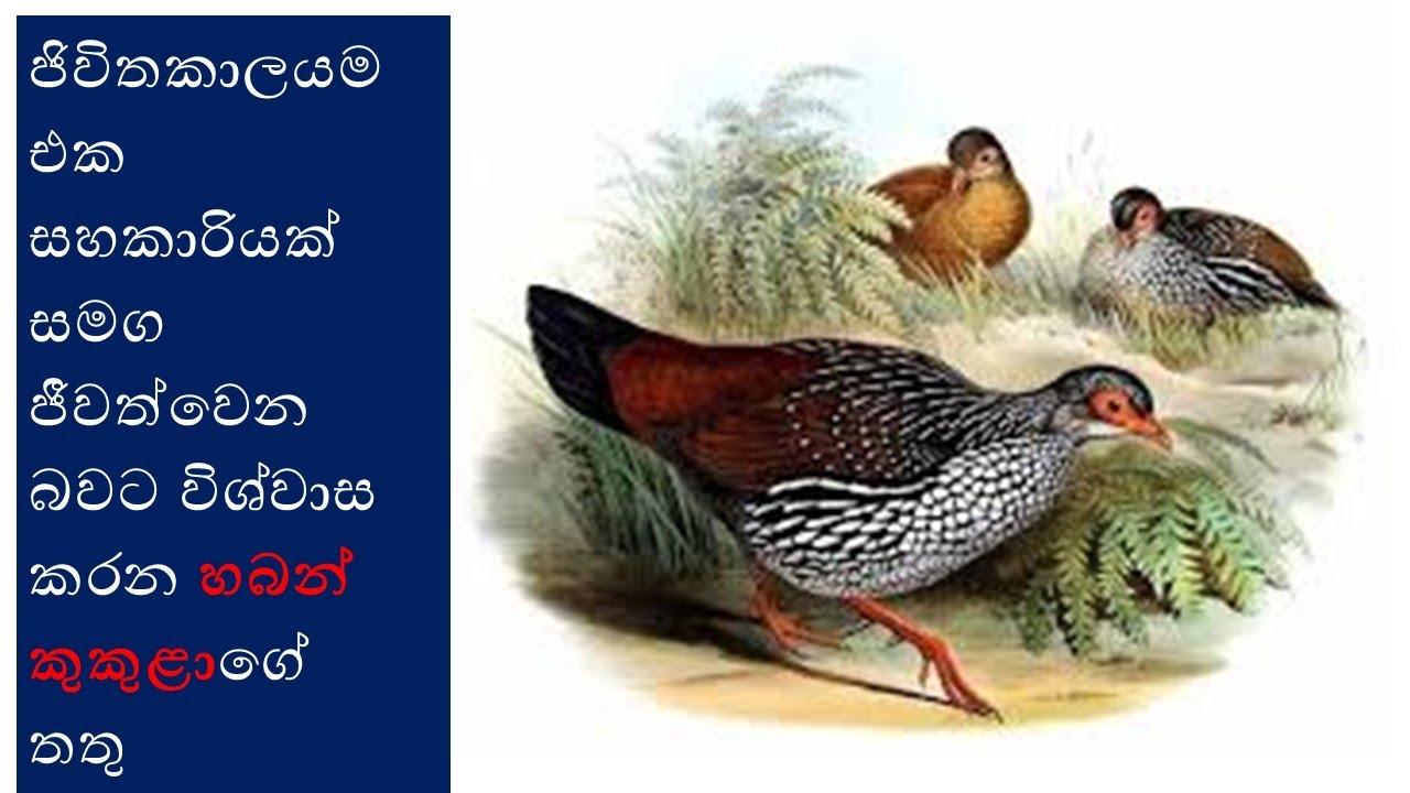 Sri Lanka Spur Fowl හබන් කුකුළා Haban kukula - YouTube