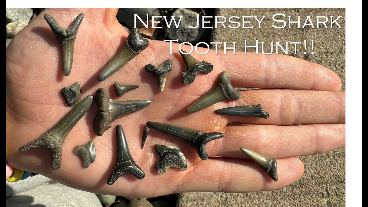New Jersey Fossil Hunting: One of the BEST Shark Teeth I Have Ever ...