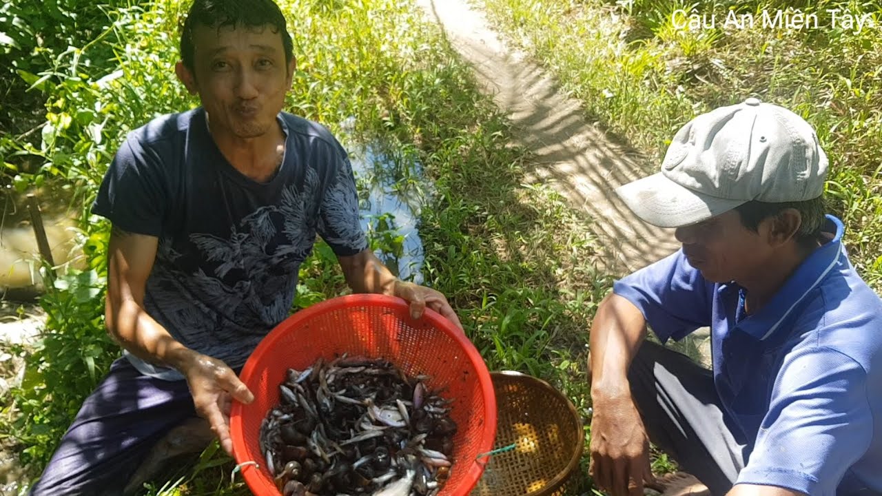 Ra Vườn Tát Mương | Cá Lòng Tong , Tép Rong Chiên Bột Cuốn Rau | Cậu An ...