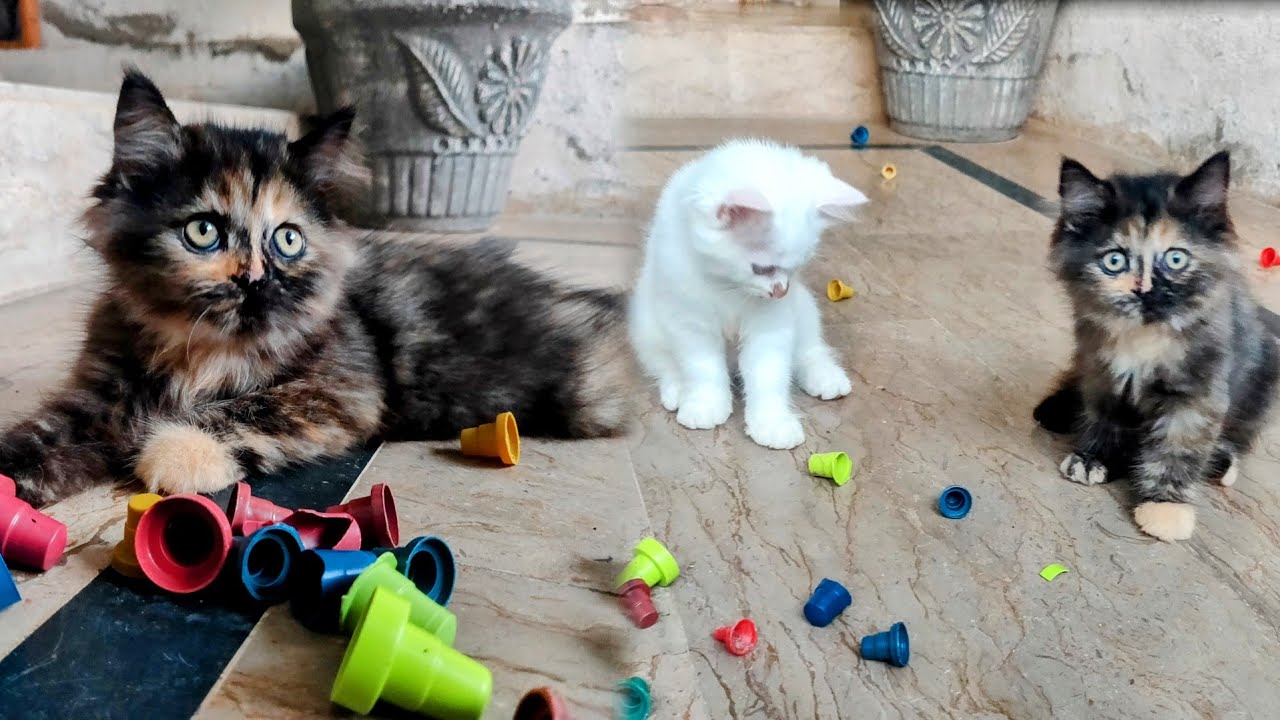 The cat is playing with Ludo|The cat scattered all the lido gates - YouTube