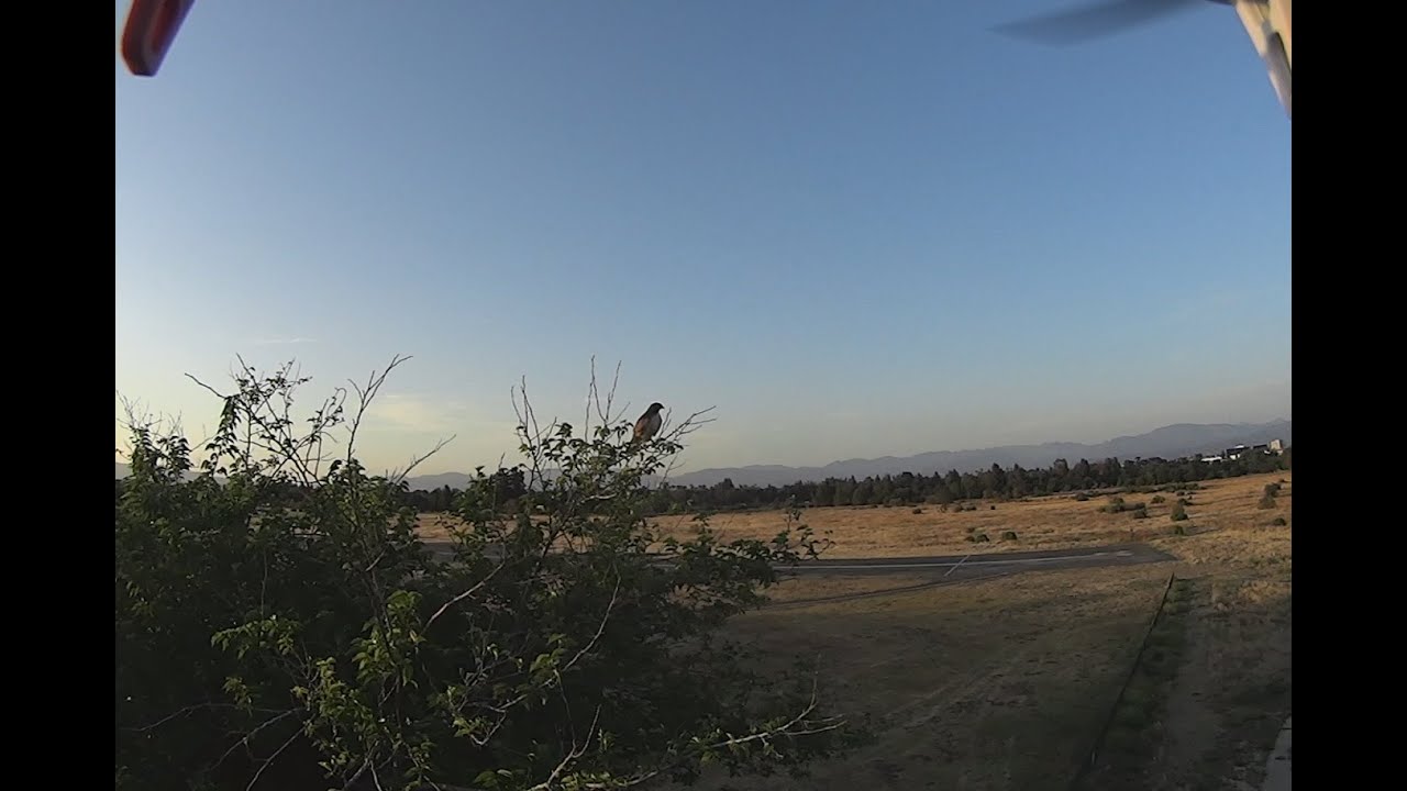 Hawk chasing a rabbit in front of my Drone FPV - YouTube
