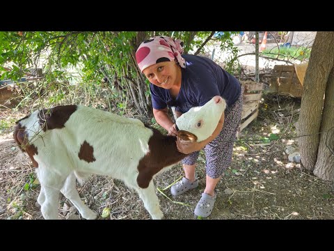 Simental Buzağı İçin En Uygun Yer Hazırlığı! Köyde Hayvancılık