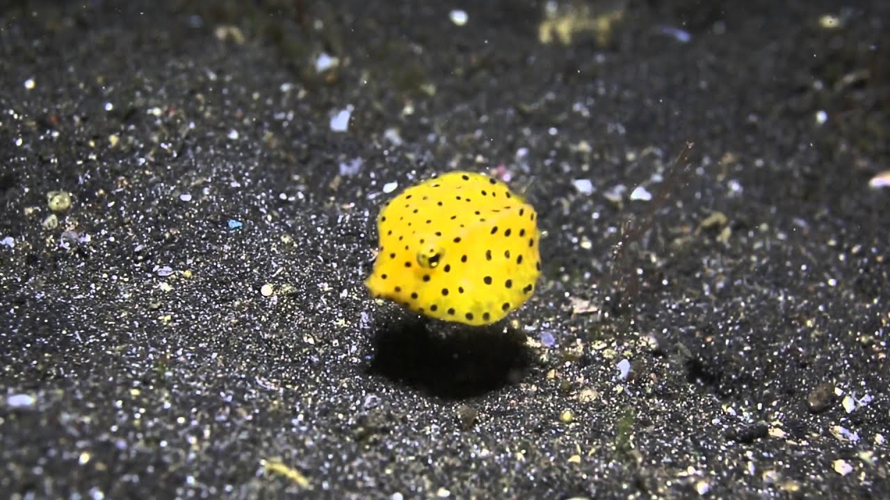 Lembeh Strait Diving 2014 - YouTube