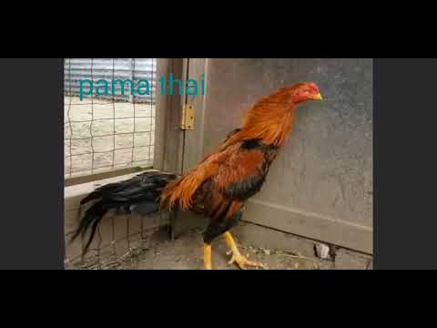 beauty of thai pama