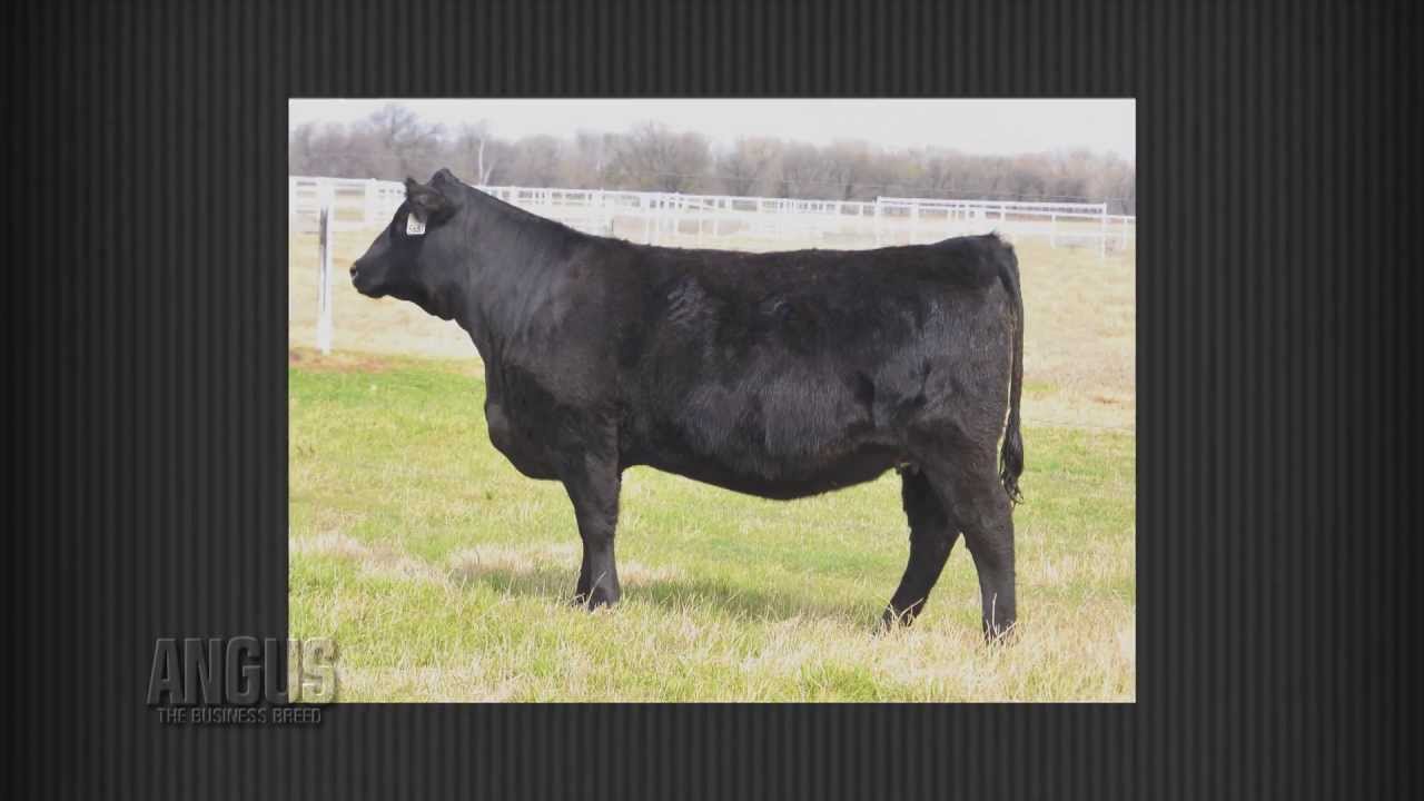 The Angus Report, June 10, 2013: Around the Angus World - YouTube