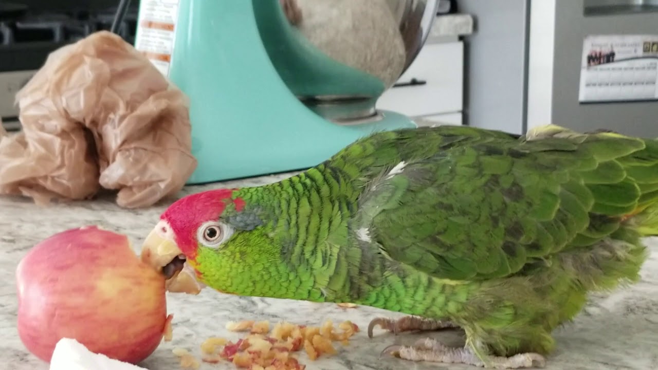 Sammy and the Apple - YouTube