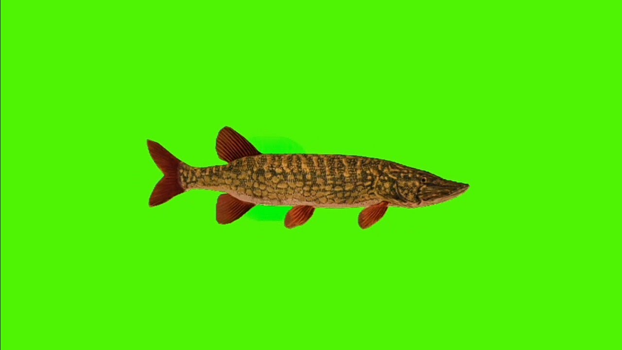 fish green screen video!!fish swimming effect - YouTube