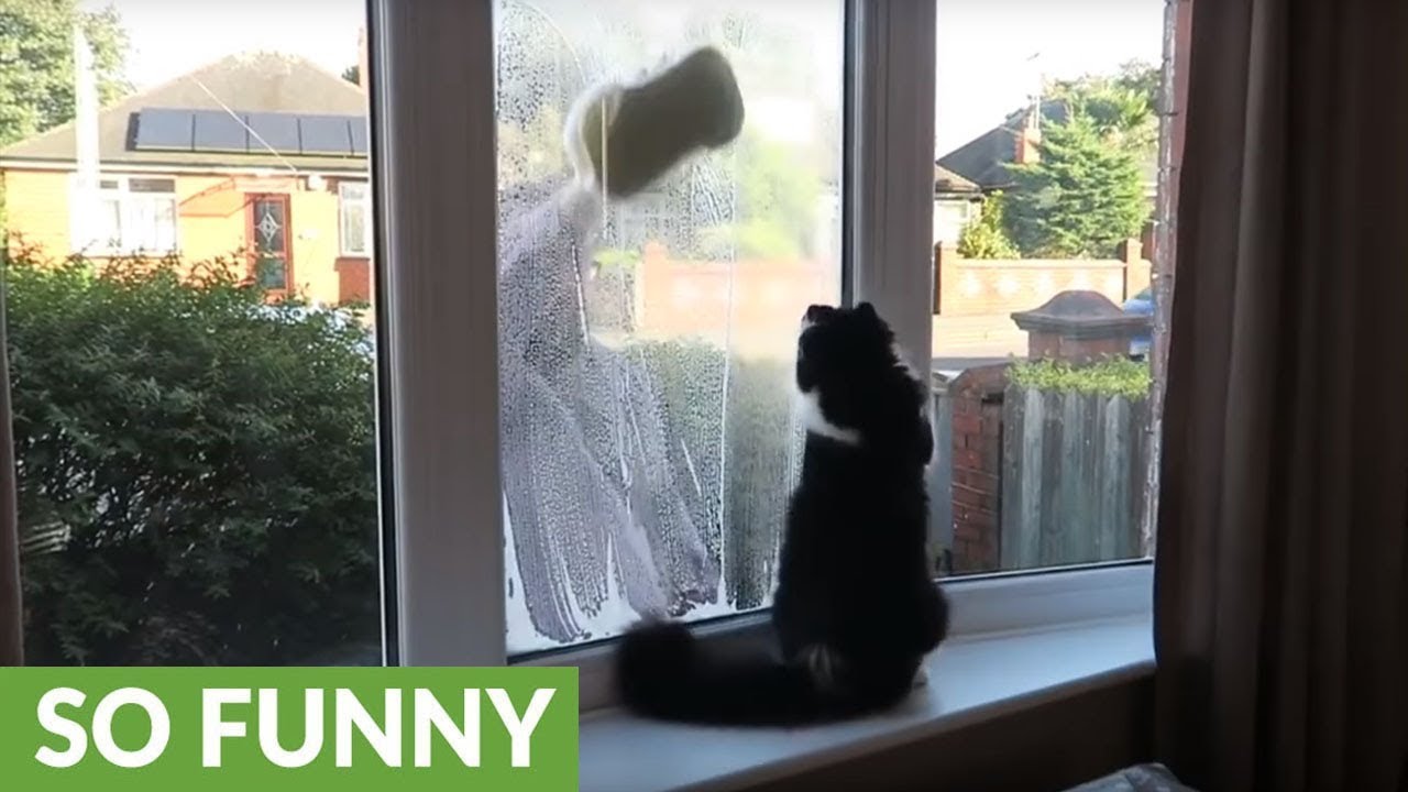 Cat loses it when owner cleans the windows - YouTube