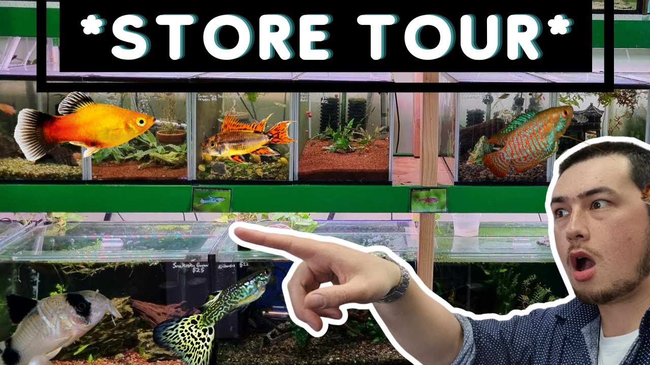 Ultimate Community Aquarium Fish Store Tour | *Must-See* - YouTube