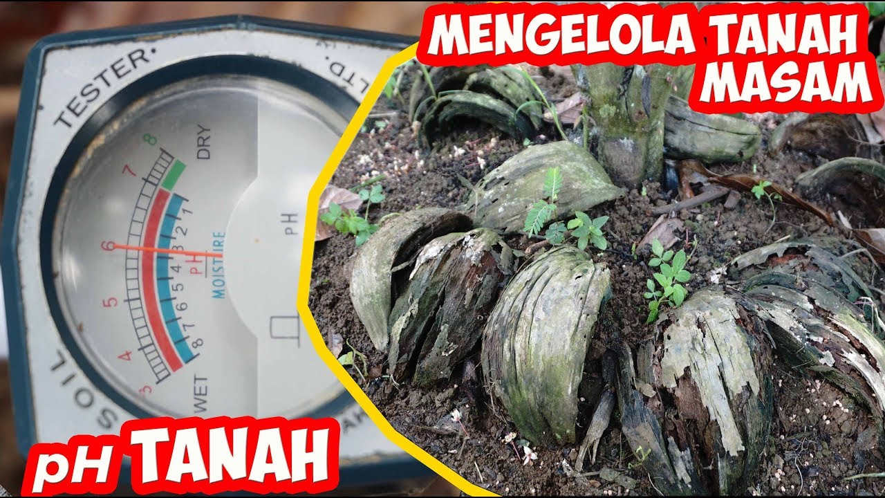 pH Tanah | Mengelola Tanah Masam | Acidic Soil Management - YouTube