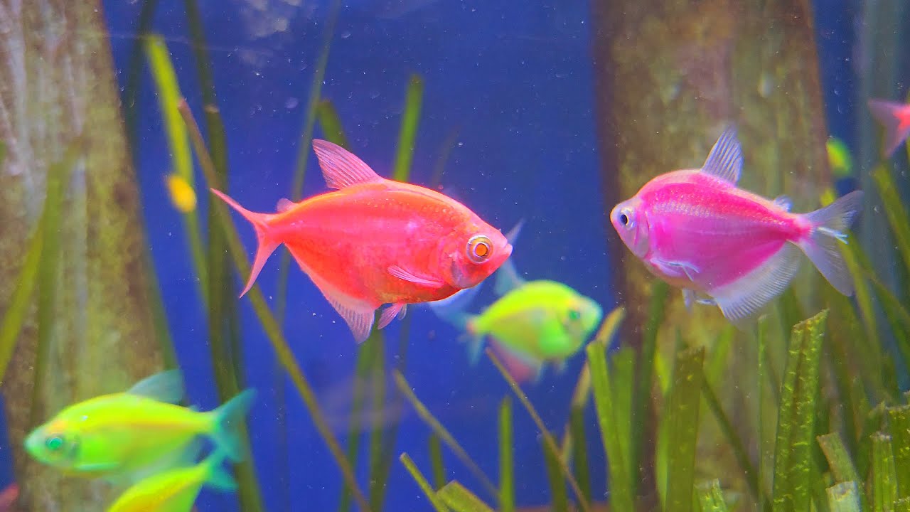 Glow Fish Aquarium | Relax with music | watch in big screen | 4K # ...