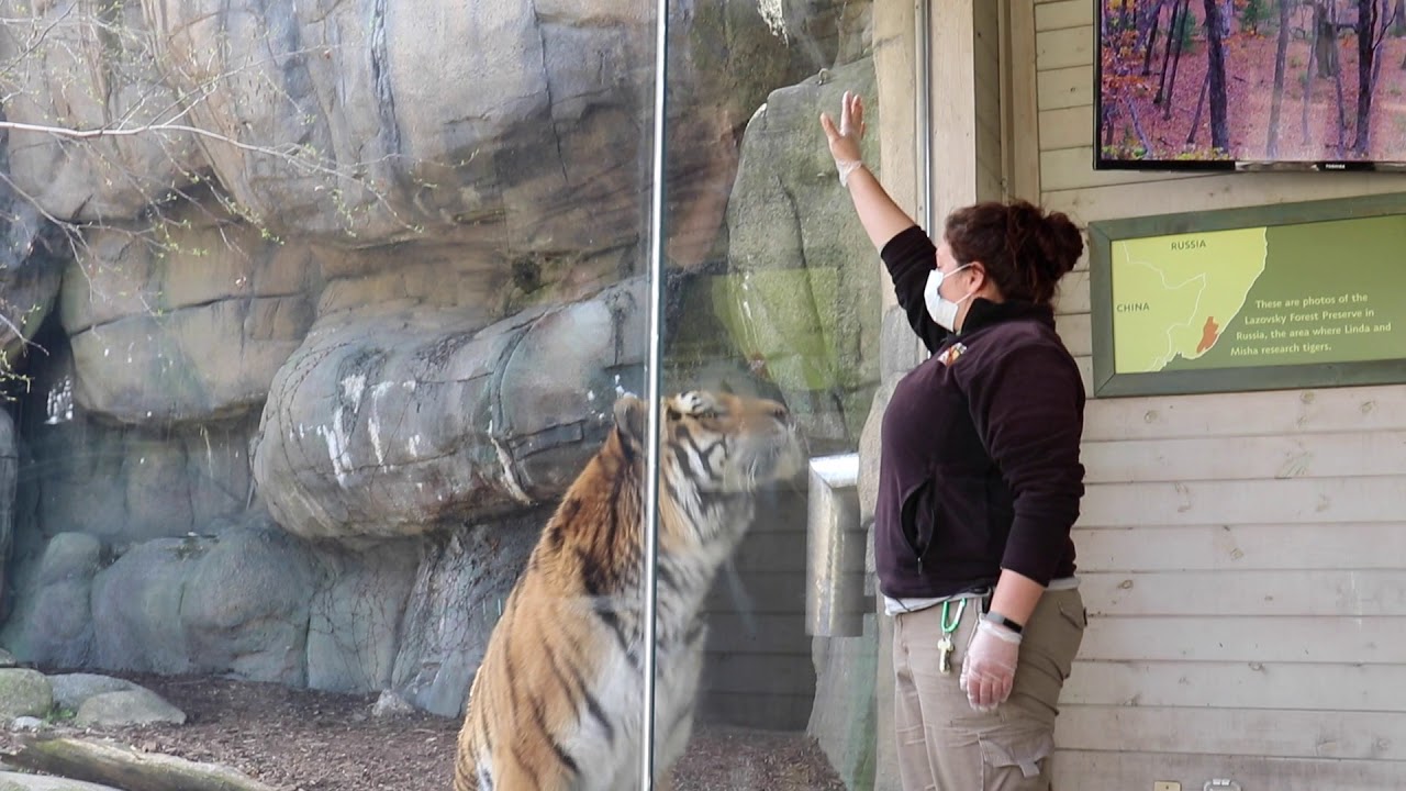 Tiger Training - YouTube