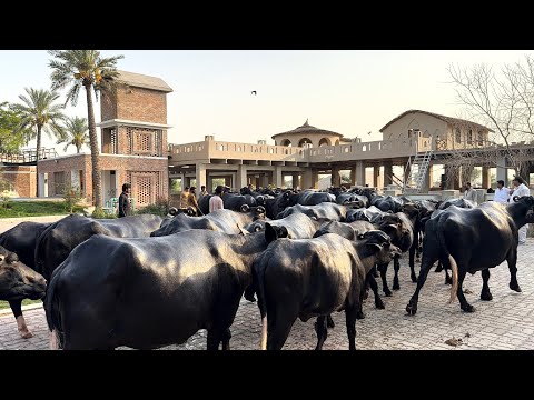 Pakistan's Most Beautiful Buffalo Dairy Farm | ARDF of Ch. Ihsan Gujjar, Nili Ravi Buffalo Farm Tour