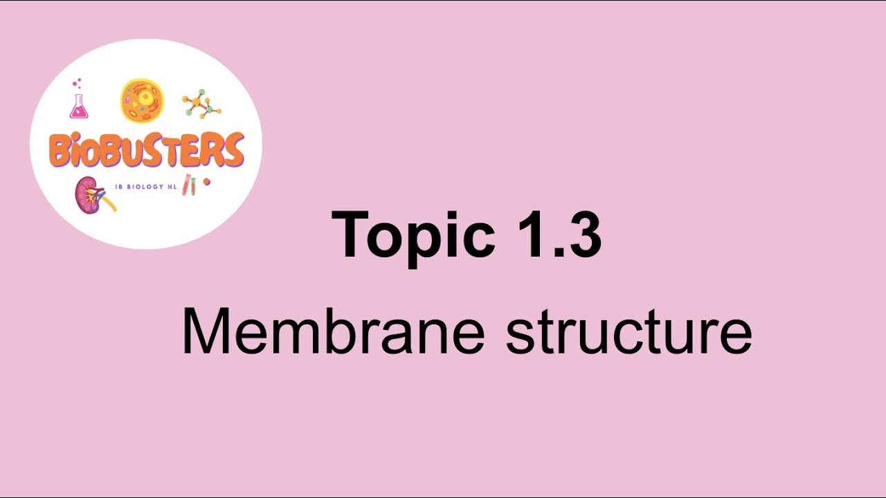 Membrane Structure (Subtopic 1.3) IB Biology HL - YouTube