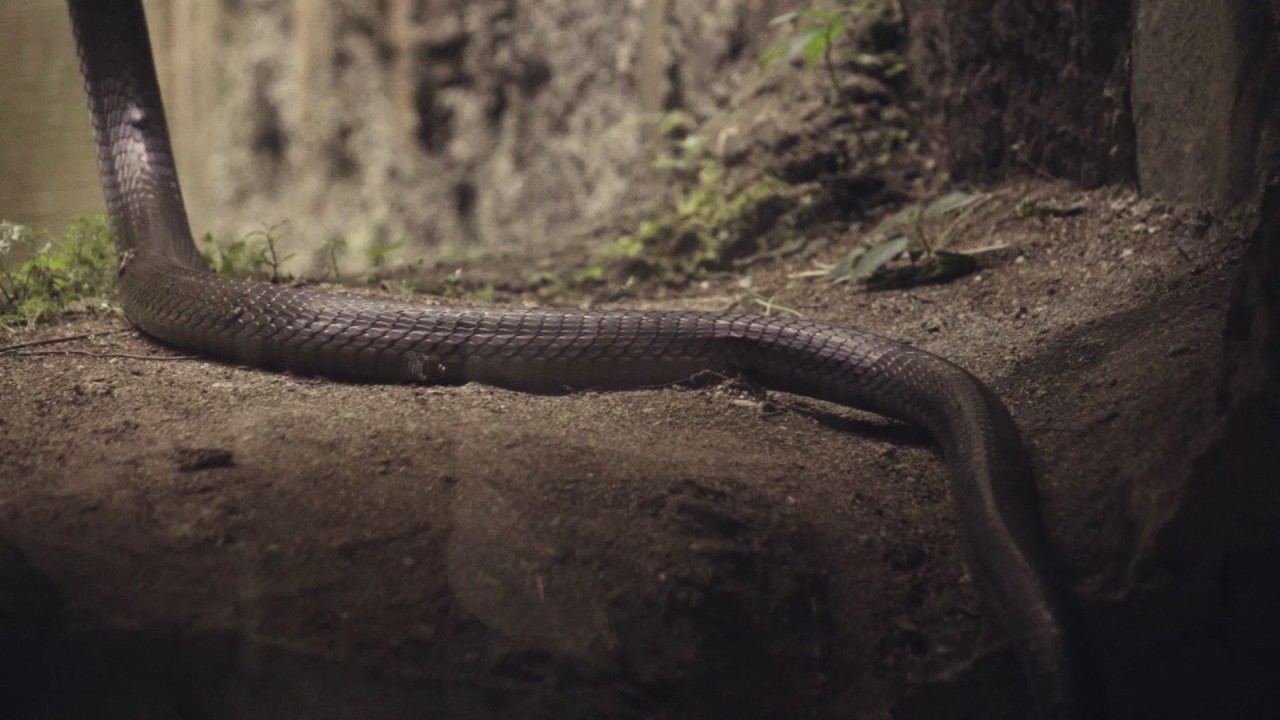 Indonesian Cobra: Ular Sendok Jawa - YouTube