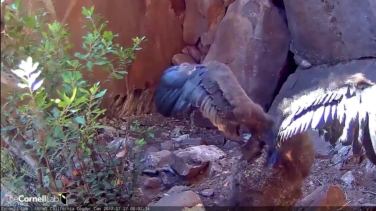 Up Close With the California Condor Chick – July 27, 2017 - YouTube