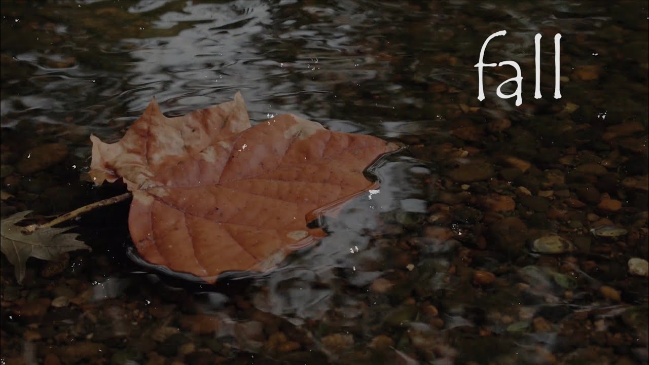 Fall🍁a peaceful music made By Dr Cube - YouTube Music