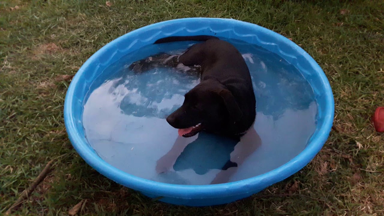 Tired doggo sitting In pool for 18 uninterrupted seconds - YouTube