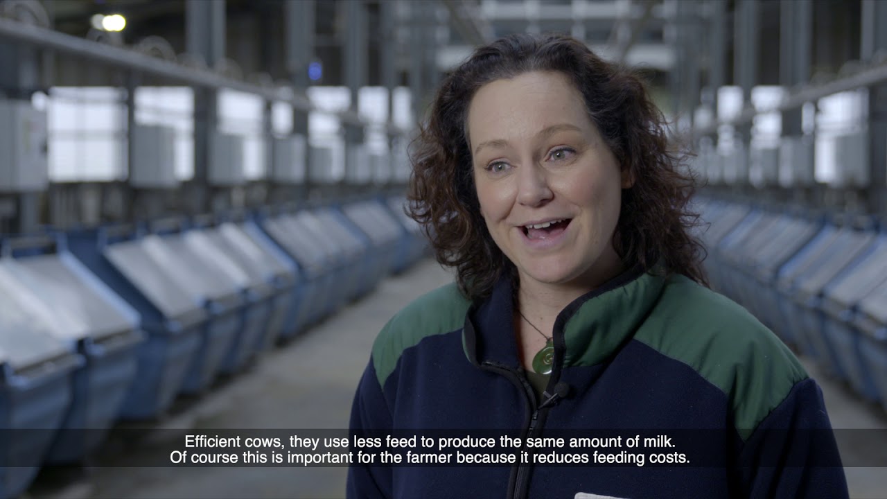 Dairy Cows for Data - Optimizing Resilience & Efficiency - YouTube