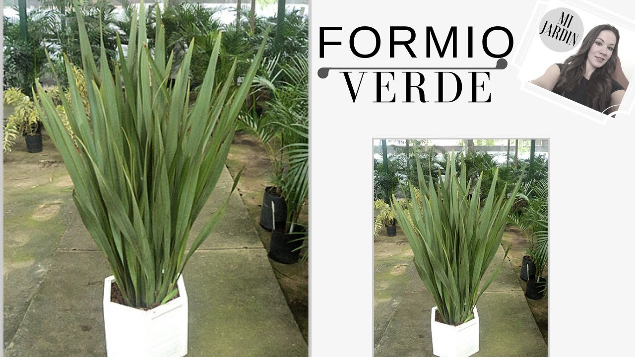 FORMIO VERDE/ PHORMIUM TENAX - YouTube