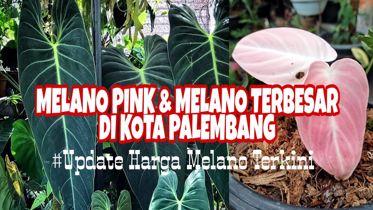 Melano Pink & Melano Terbesar di Palembang | Update Harga Terkini - YouTube