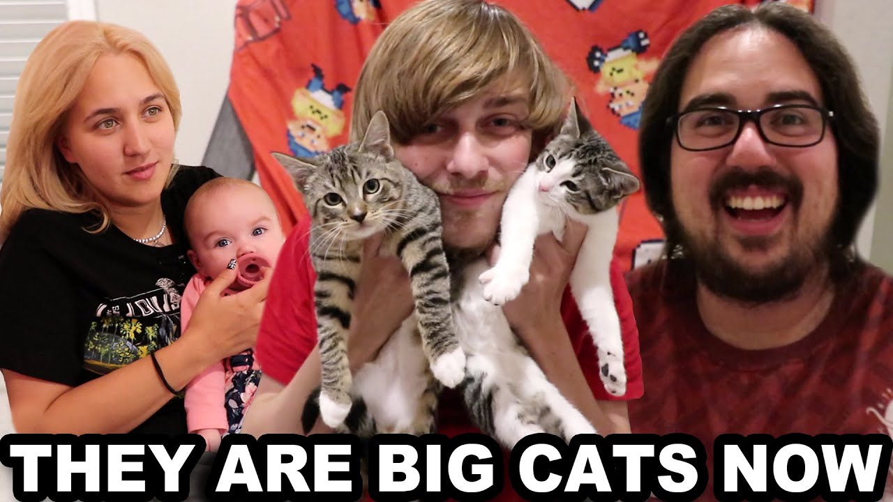 THE KITTENS HAVE GROWN UP! (THEY'RE CATS NOW) - YouTube