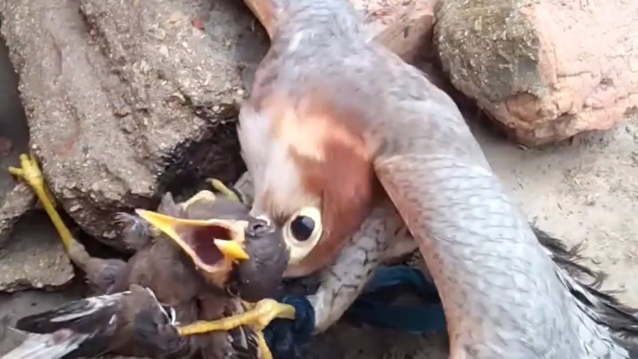 falcon attacks on mayna, falcon video, attacks of falcon - YouTube