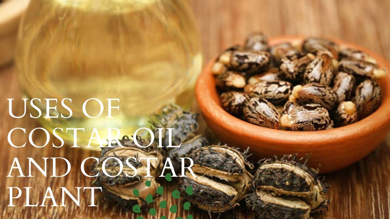 THE UNTOLD MEDICINAL AND MIRACULOUS USES OF CASTOR PLANT - YouTube