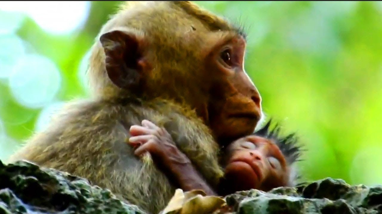 Little kidnapper catching newborn baby monkey Calvin from mom - YouTube