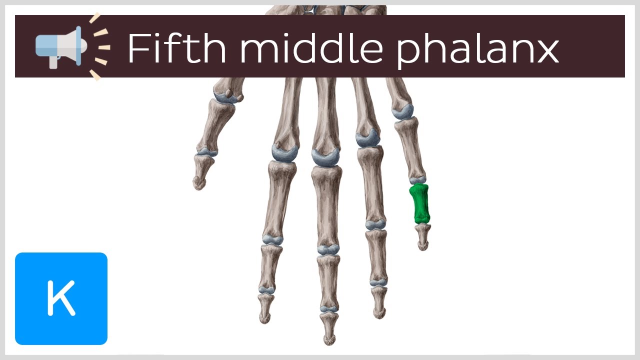 Fifth middle phalanx | Anatomical Terms Pronunciation by Kenhub - YouTube