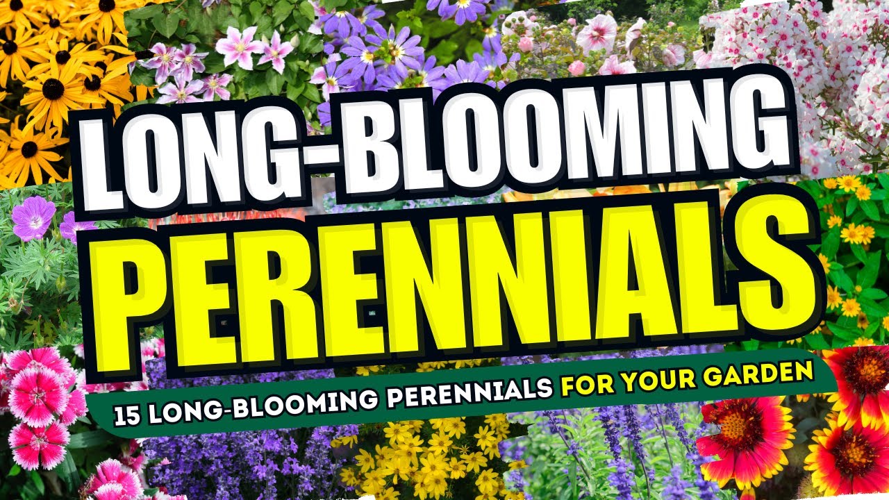 🌼💖 ENDLESS BLOOMS! 15 Long BLOOMING Perennials to Keep Your Garden ...