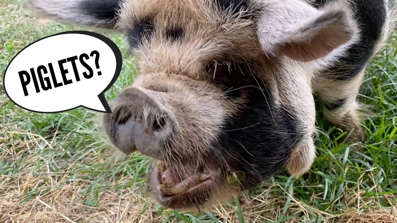 Pregnant KUNEKUNE Pigs!! - YouTube