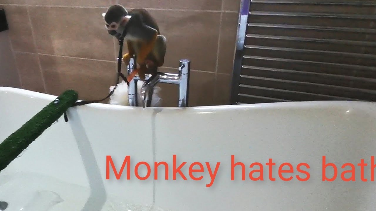 Pet monkey Bath Time /monkey bath - YouTube