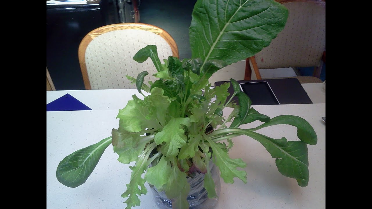 THE WORLD'S EASIEST WAY TO GROW YOUR OWN LETTUCE! YOU'LL LOVE THIS ...