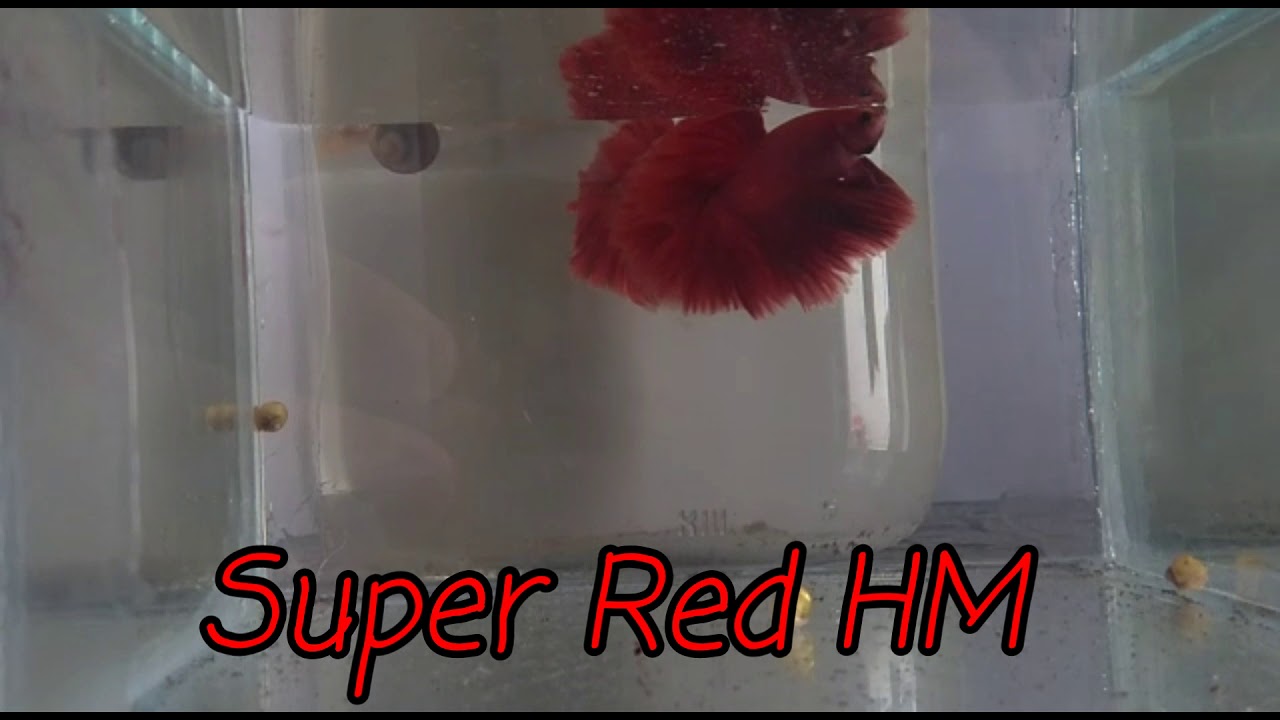 Betta Super Red HM - YouTube