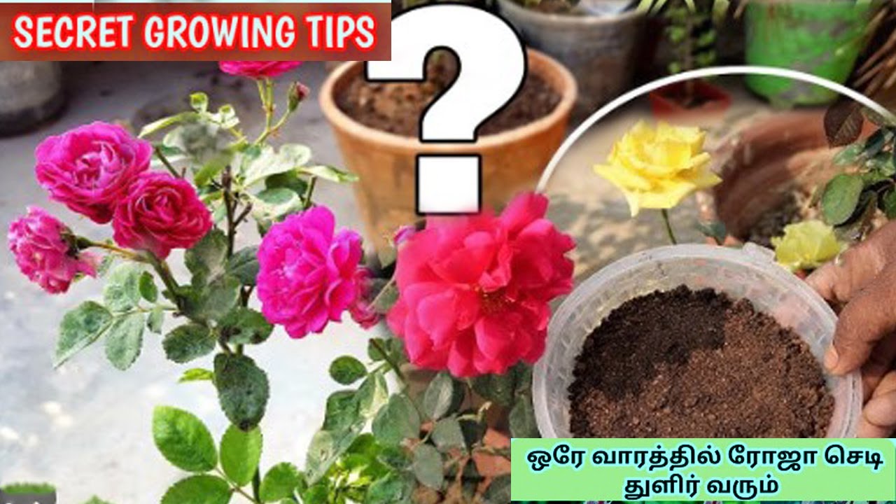 Powerful Rose plant care and tips -medicine ,இது மட்டும் போதும் - YouTube