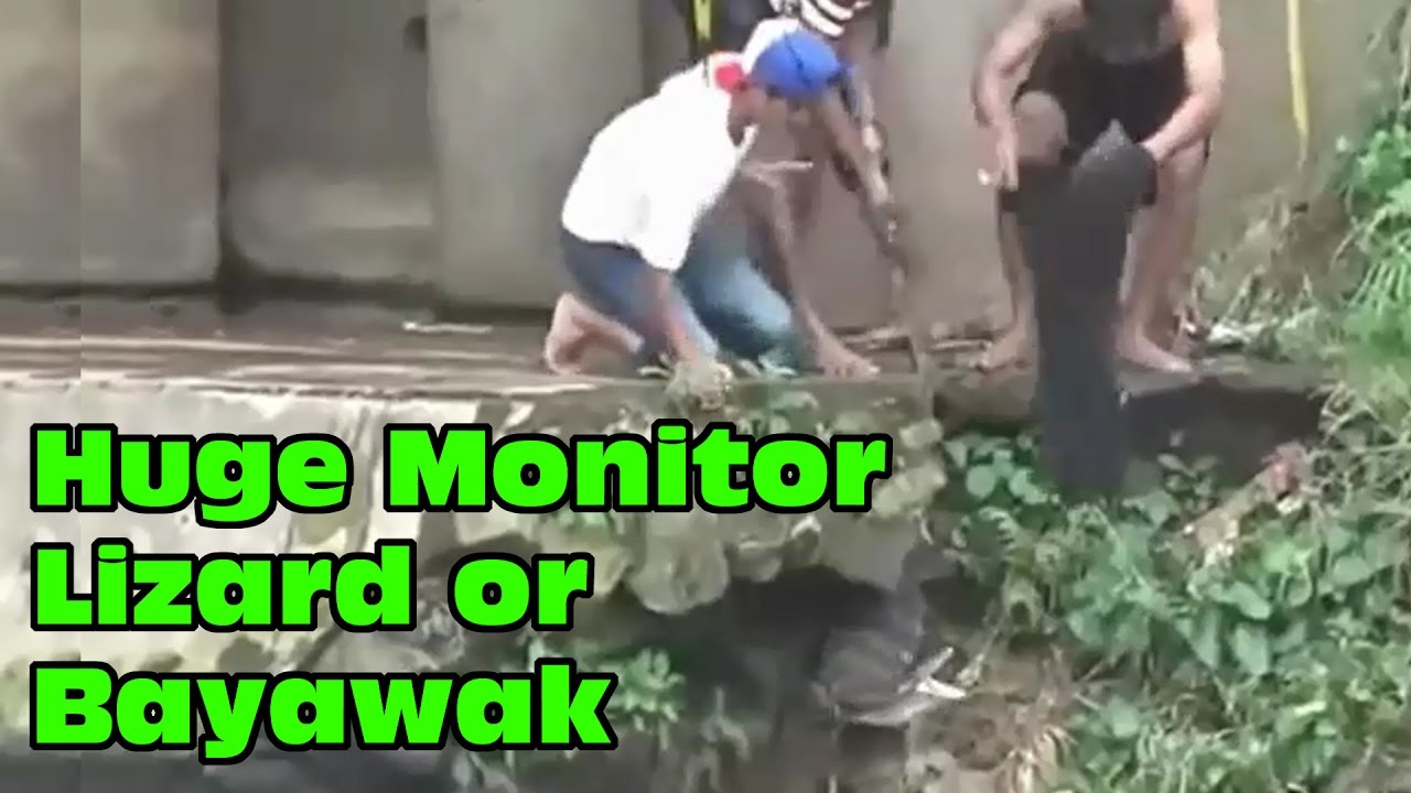 Huge Monitor Lizard... for a Living - Mga Bayawak!!! - YouTube