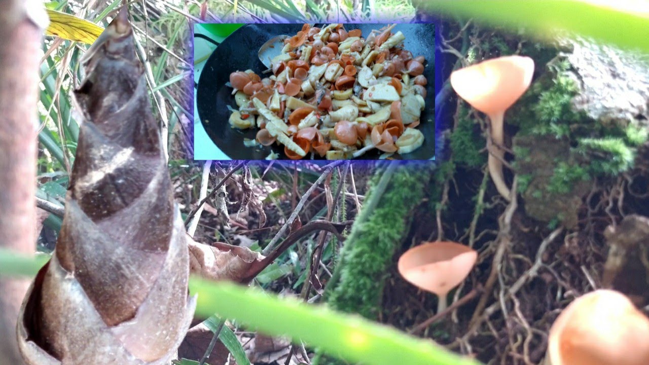 Cantik Jamur Mangkok Rebung Manis Menggoda/The Beautiful Mushroom Bowl ...