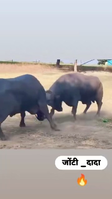 Jonti vs Deva pada ladai Depalpur Mp - YouTube