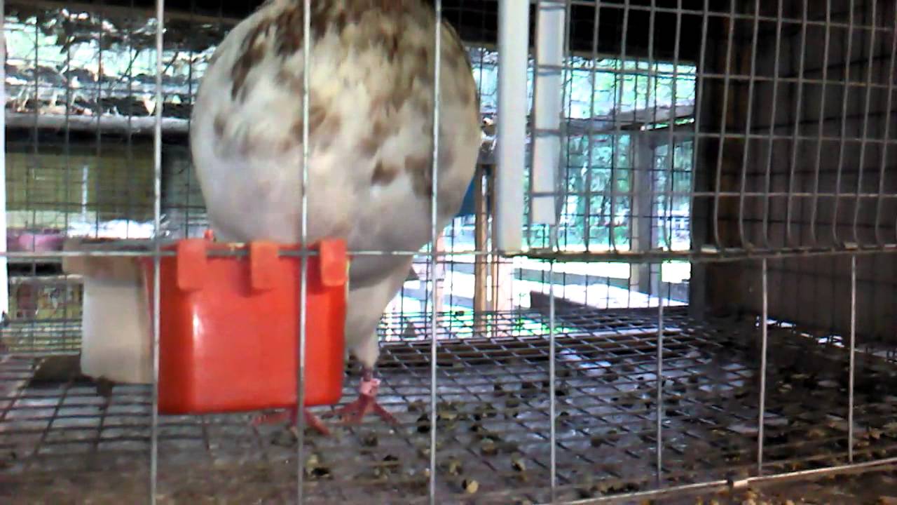 Palomas gaditanas de ricardo cardentey (2013) - YouTube