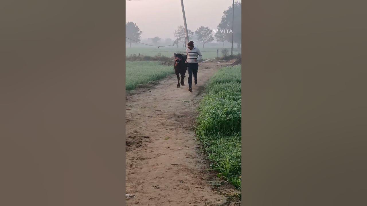 Morning walk 😎 #song #buffalo #animals #buffalo - YouTube