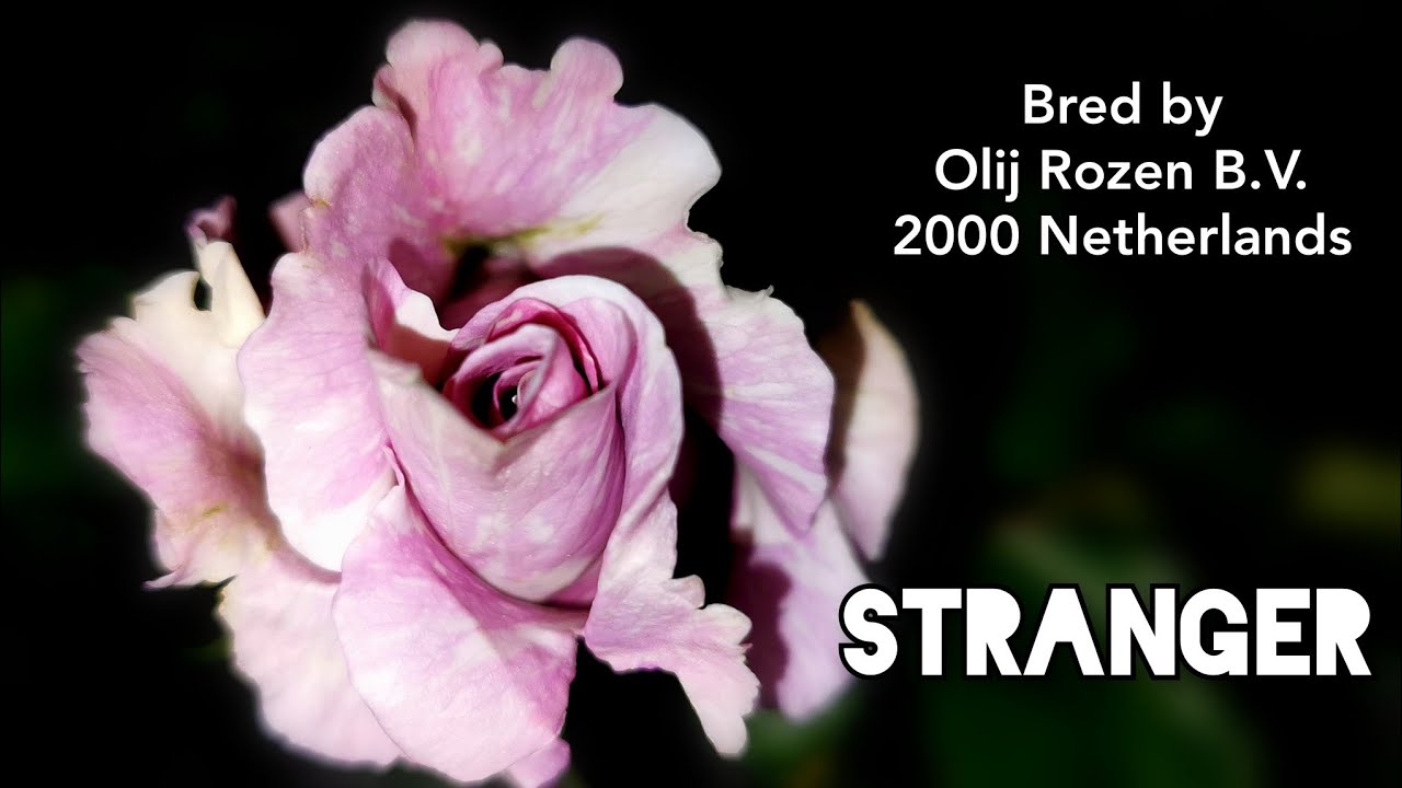 STRANGER ROSE plant bred by Olij Rosen B.V. 2000 Netherlands Variegated ...