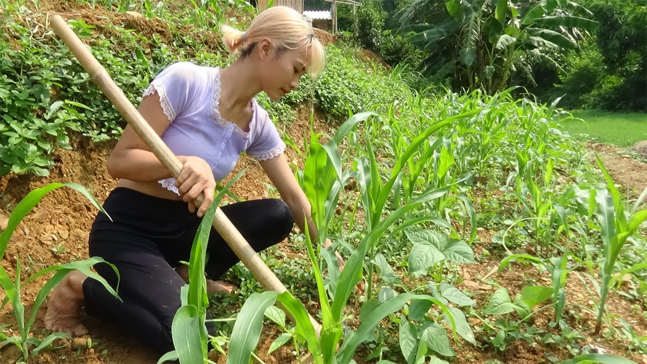 Girl Bushcraft Alone Building A New Life - Daily life In The Farm ...