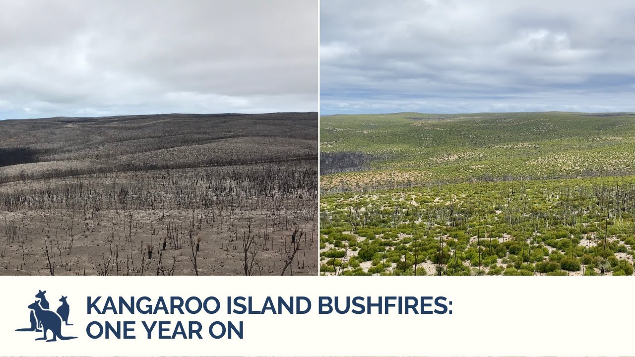 Kangaroo Island Bushfires: One Year On | Exceptional Kangaroo Island ...