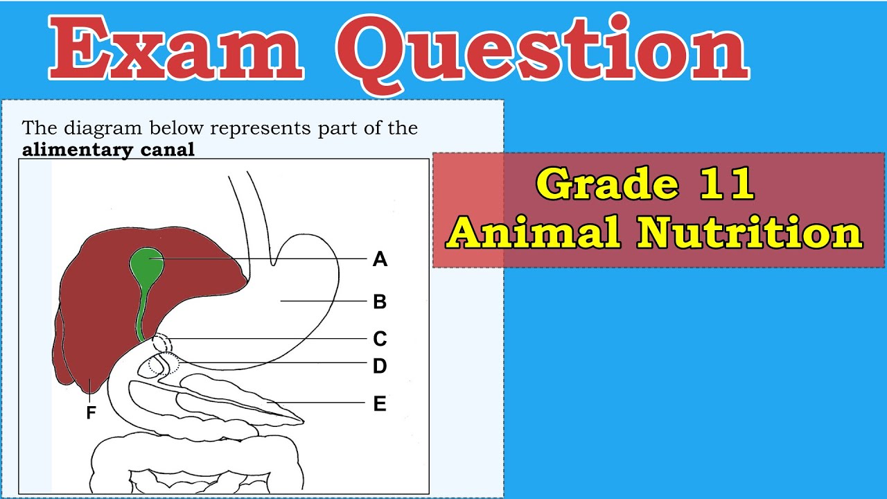 Grade 11 | Exam Question | Animal nutrition, Functions of liver - YouTube