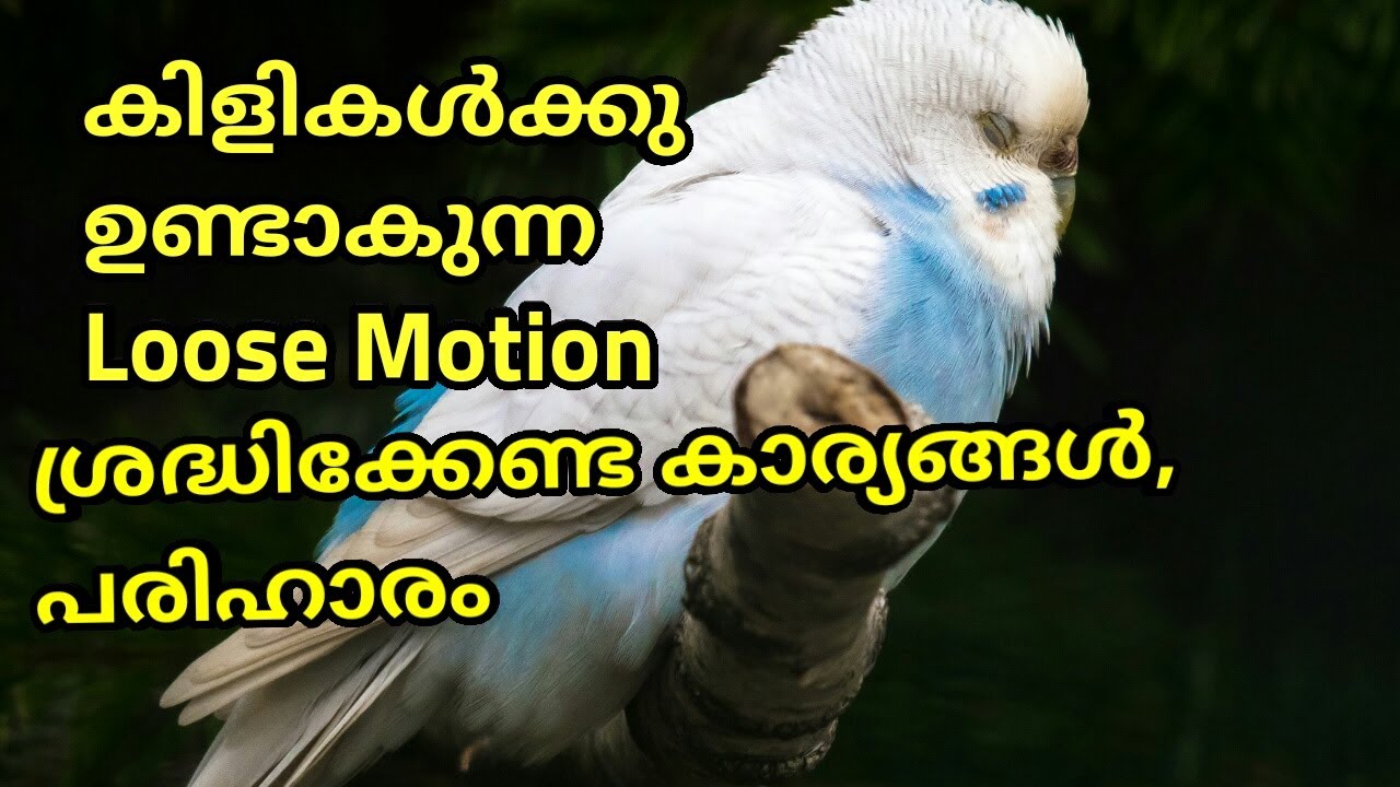 Loose Motion YouTube loose-motion-youtube
