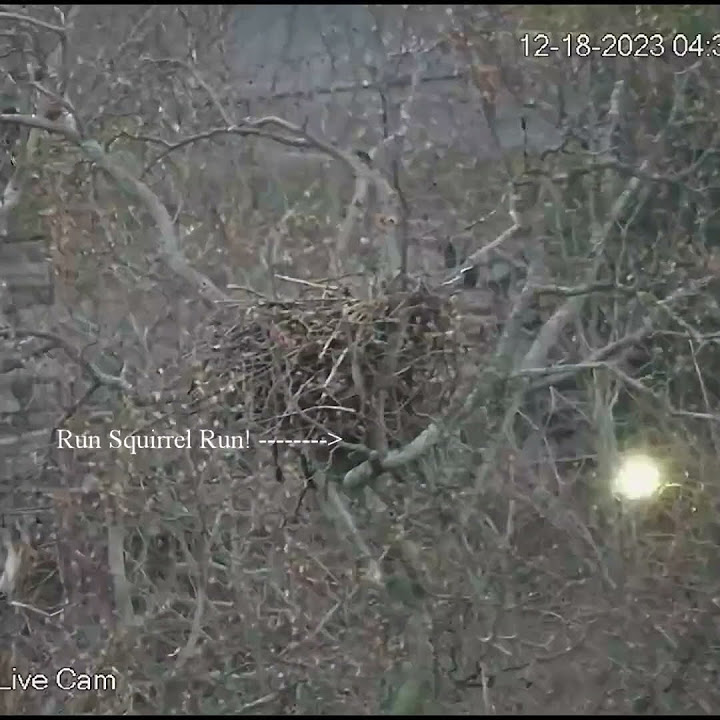 Run Squirrel Run! Bald Eagles of Centerport - YouTube