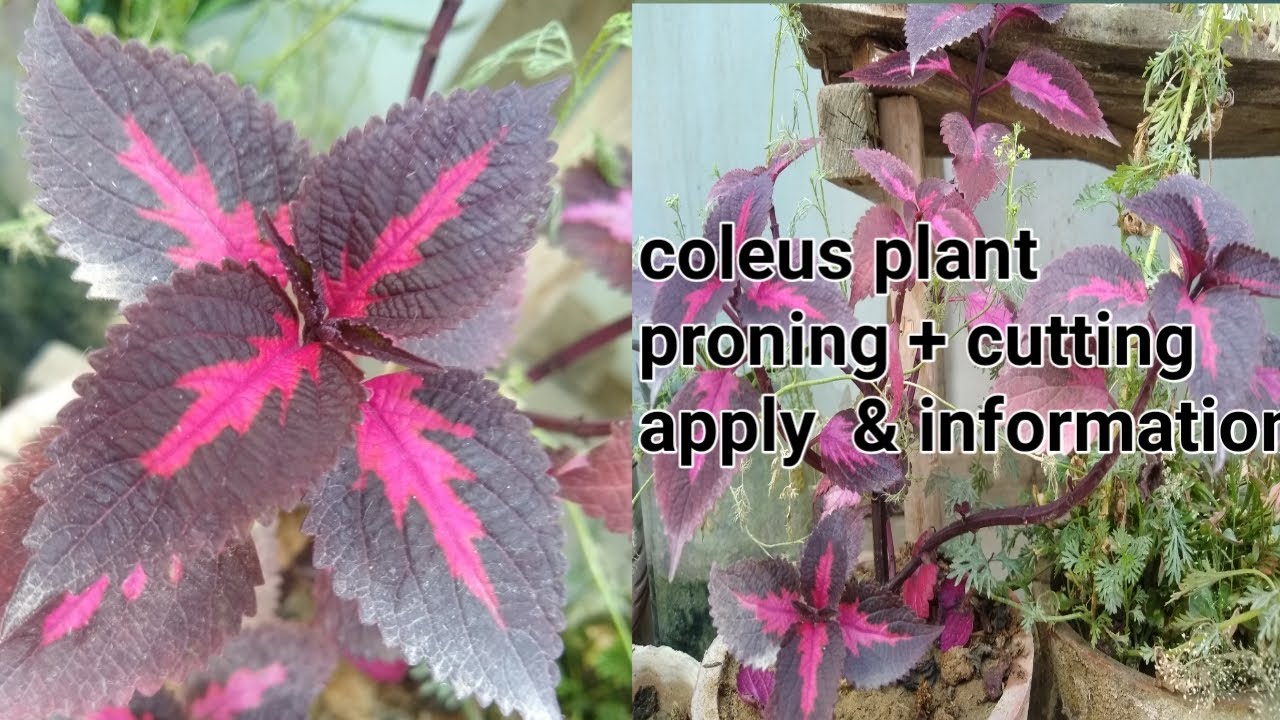 coleus plant pruning + cutting apply & information. - YouTube