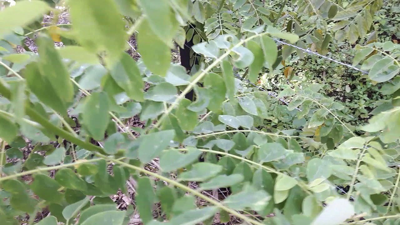 PROPIEDADES MEDICINALES DEL MATARRATON - YouTube