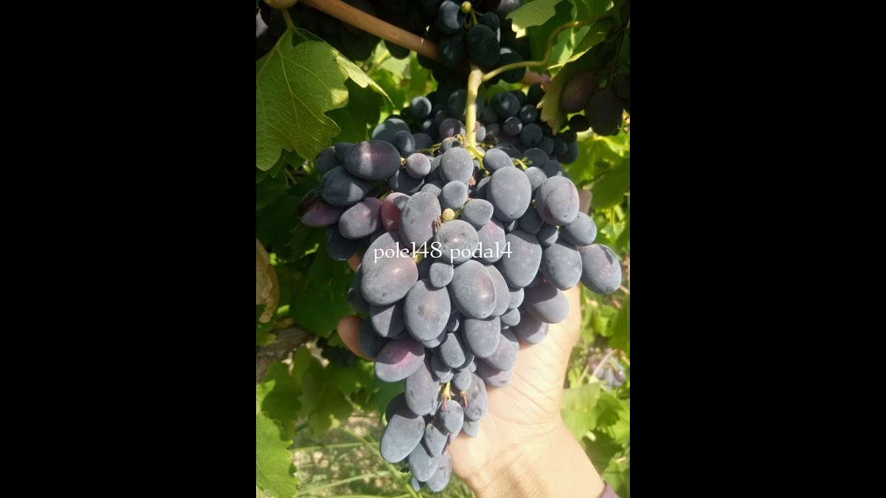 Summer Royal Grapes | Black Seedless Grapes | Faqir Fruit Farm Pakistan ...